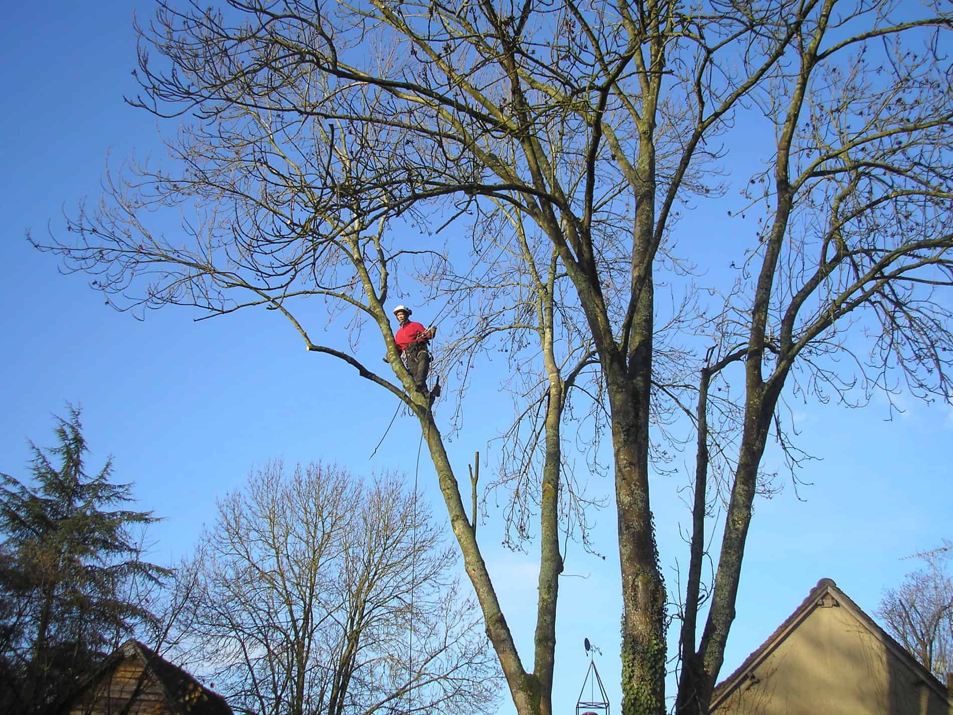 Elagage: taille et soin des arbres - ArboretHomme